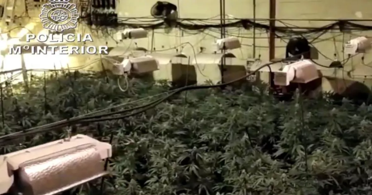 Desmantelan una plantación de marihuana en Navarra con 6.000 plantas | Cáñamo